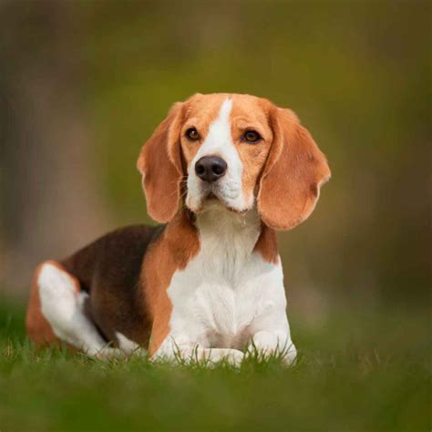 Cachorros Da Orelha Grande Conheça As Raças