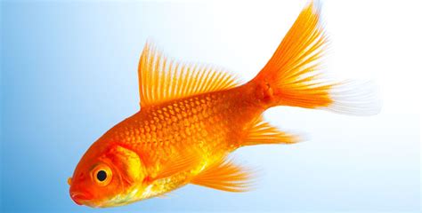 Als Een Vis In Het Water De Goudvis Diertotaal Utopia