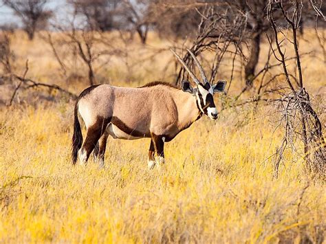 Namib Desert Animals