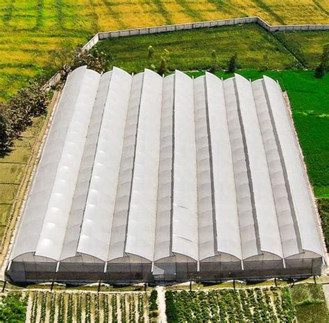Naturally Ventilated Polyhouse Agriplast Protected Cultivation