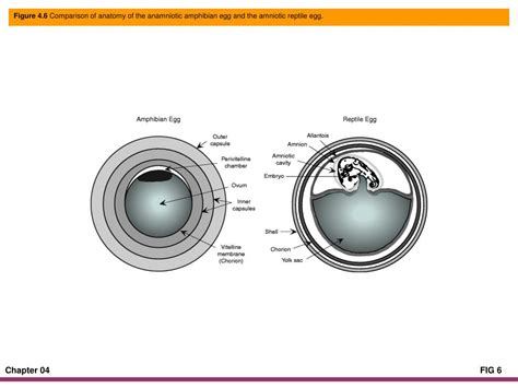 Ppt Figure 46 Comparison Of Anatomy Of The Anamniotic Amphibian Egg