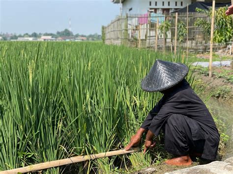 Chris Chen On Linkedin Syngenta Asia Pacifics Chris Chen On How Ai And Digital Solutions Are