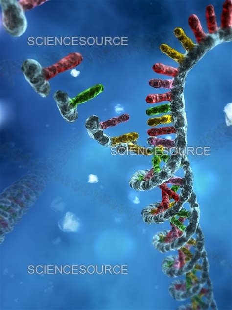 Dna Assembly Artwork Stock Image Science Source Images