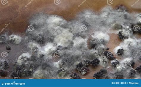 White Mold On Spoiled Food The Mulberries Are Moldy Stock Footage