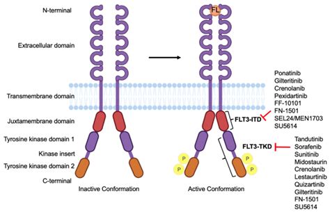 Structure Of Flt3 And Its Drug Targets The Structure Of Flt3 In Its Download Scientific