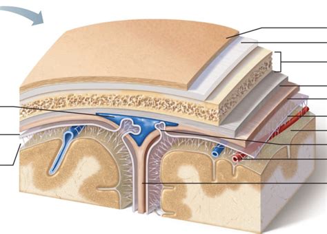 Anatomy Lab Quiz 4 ~ Diagram 1 Diagram Quizlet
