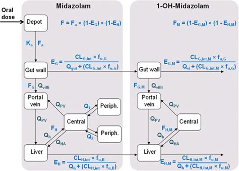 Schematic Representation Of The Physiological Population Pk Model For Download Scientific