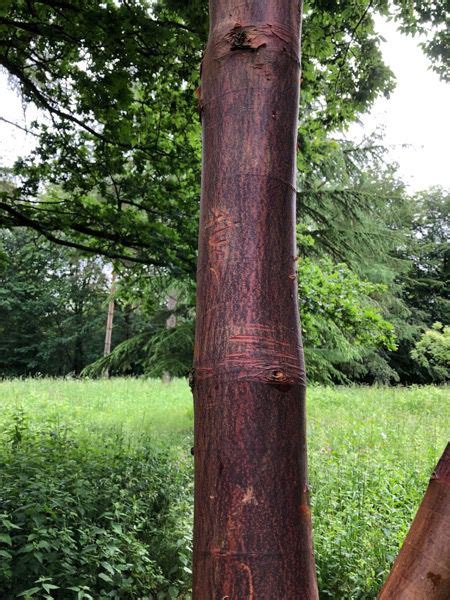 Red Tree Bark Image T07 Texture Hub