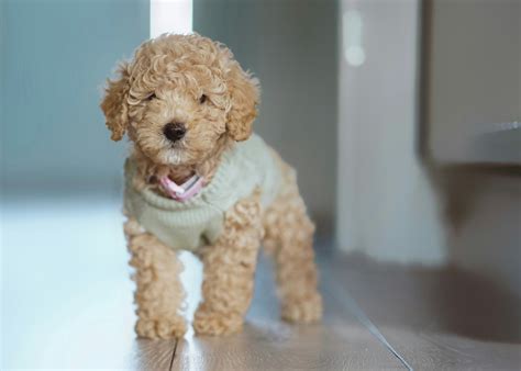 How Big Do Mini Poodles Get Vet Reviewed Average Weight And Growth Chart