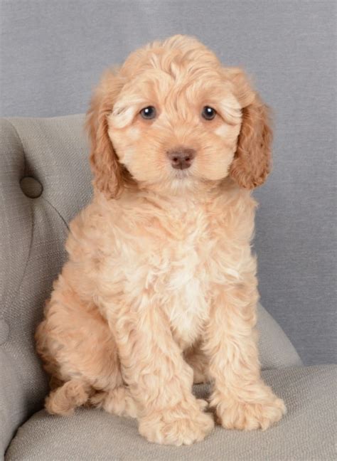 Navigating The Transition To Solid Food For Cockapoo Puppies