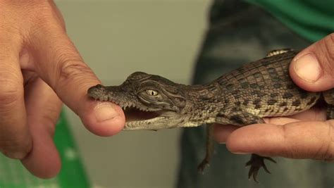 Tiny Baby Crocodile Biting Mans Finger Stock Footage Video Shutterstock