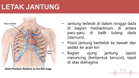 Anatomi Dan Fisiologi Jantung Keperawatan Medikal Bedah Pdf Anatomi Dan Fisiologi Jantung Keperawatan Medikal Bedah Pdf