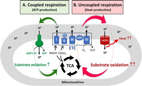 Fatty Acid Synthesis And Oxidation