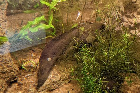 List Of Amphibians That Start With A Flora Fauna Fun