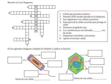 Ciencias Celula Procariota Y Eucariota Procariota Y Eucariota