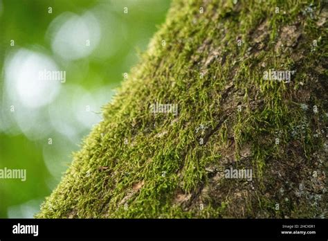 Tree Lichen And Moss Covered Tree Branch Stock Photo Alamy