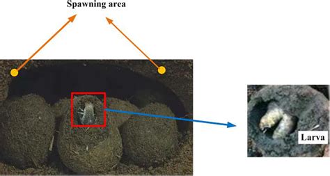 The Spawning Area Of Dung Beetles Download Scientific Diagram