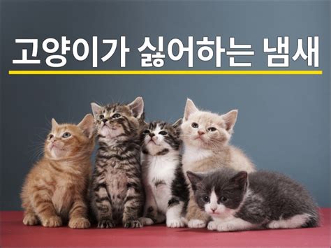 고양이가 싫어하는 냄새 무엇인가요~ 네이버 블로그