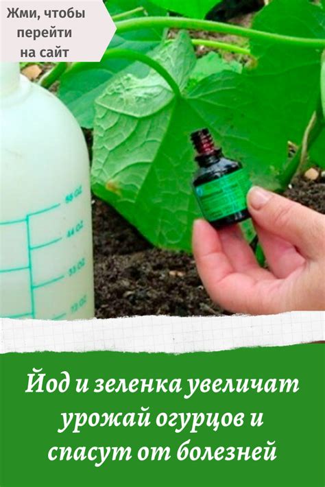 Йод и зеленка увеличат урожай огурцов и спасут от болезней | Сад и ...
