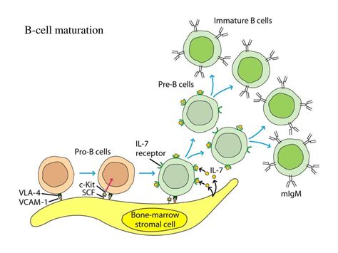 PPT B Cell Development Activation PowerPoint Presentation Free
