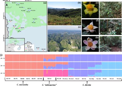 Geographic Distribution Morphology And Habitats Of The Three Yellow Download Scientific
