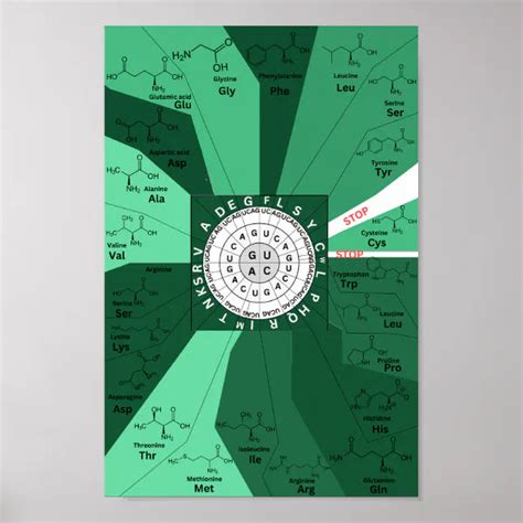Genetic Codon Chart Wheel Of Amino Acids Green Zazzle