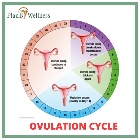 Ovulation Cycle And Your Fertility Plan B Wellness