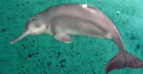 Baiji Dolphin Facts Yangtze River Dolphin Fact Animal