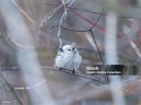 유럽 의 긴 꼬리 Tit 라틴어 이름 이지탈로스 소인 낙엽 숲의 나뭇가지에 앉아 있는 새 갈고리 발톱에 대한 스톡 사진 및 기타 이미지 Istock