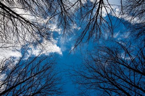 Premium Photo In The Forest Tree Branches Stretching To The Sky