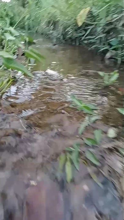 Melihat Perkembangan Kebun Ubi Kayu Setelah Hujan Deras Youtube