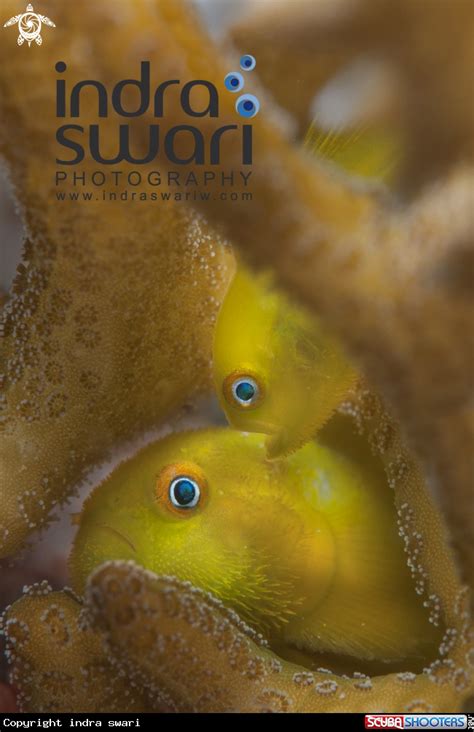 Yellow Bearded Goby In Ambon Indonesia