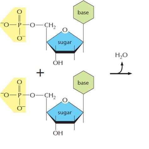 Sugar Base Linkage Left And A Phosphodiester Bond Of Nucleic Acids