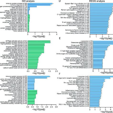 The Go Terms And Kegg Pathway Enrichment Analysis Of Degs Between