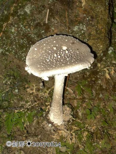 块鳞灰毒鹅膏菌百度百科