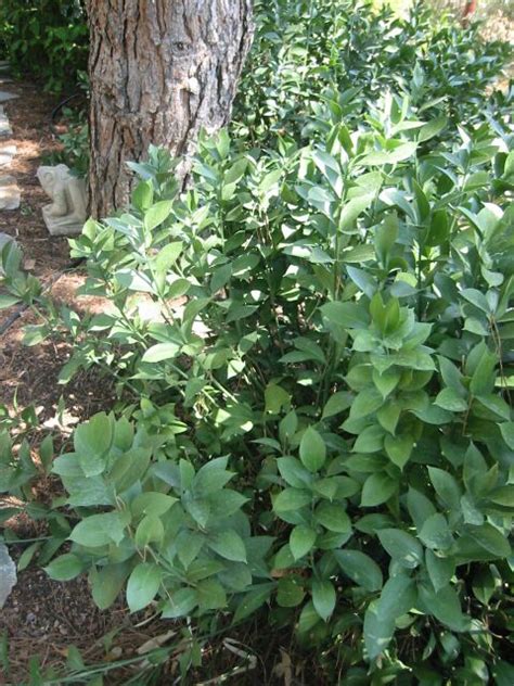 A Neglected Genus Ruscus