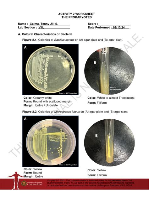Activity 2 The Prokaryotes Pdf Bacillus Organisms