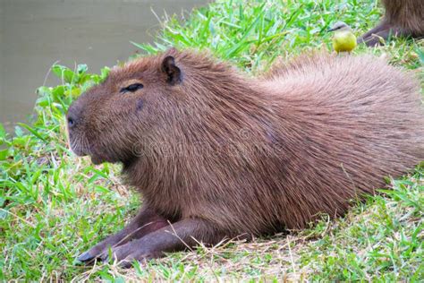 Capybara Wild Rodent Stock Image Image Of Large Brazil 93374975