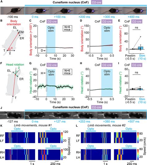 Dopamine Sensitive Neurons In The Mesencephalic Locomotor Region Control Locomotion Initiation