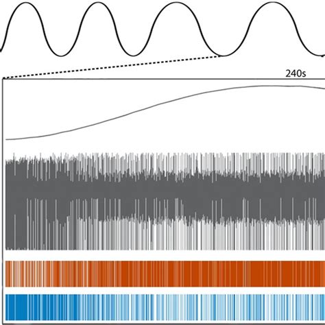 response antagonism of the on and off orns during slowly oscillating