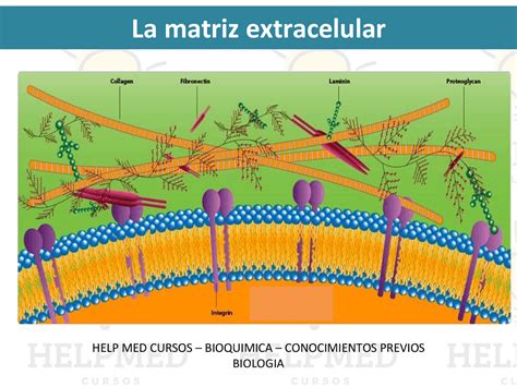 Matriz Extracelular En El Curpo Humano Celulas Eucariotas Diapositivas De Biología Celular