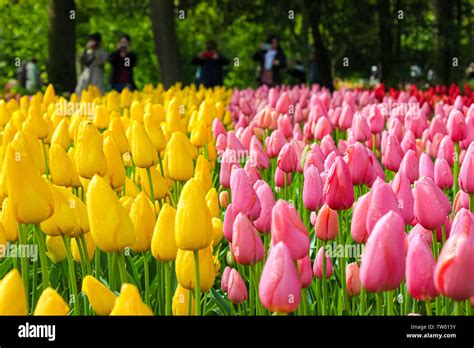 Beautiful Detail Of Yellow And Pink Tulips With Blurred People In