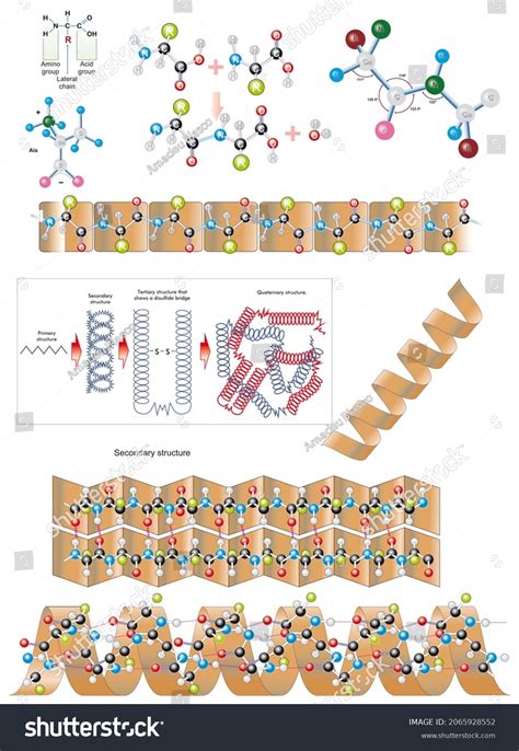 Quaternary Structure Of Proteins
