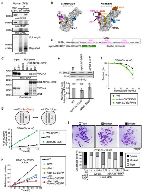 Pcna Recruits Cohesin Loader Scc2 Nipbl To Ensure Sister Chromatid Cohesion Abstract Europe Pmc