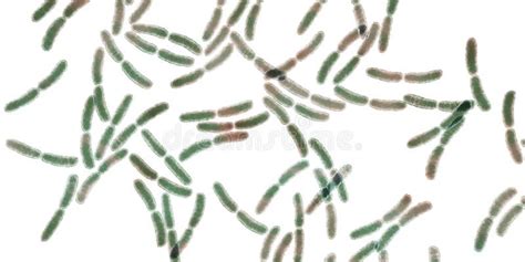 Bacteria Lactobacillus Lactic Acid Bacteria Stock Illustration