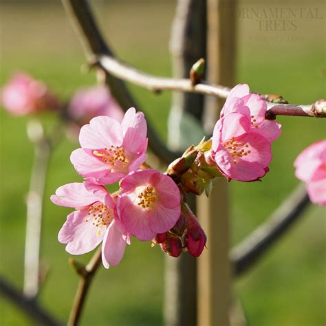 Pink Cherry Blossom Spring Kwanzan Flowering Cherry Tree Stunning