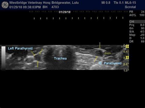 Feline Soft Tissue Mineralization Members