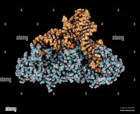 Glutaminyl Trna Synthetase Complexed With Anticodon Loop Rna