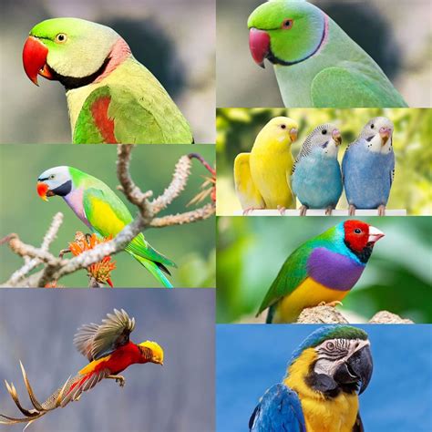 အလှမွေးငှက်၊ ကြက် ၊ တရိစ္ဆာန် မွေးမြူကြသူများ မွန်ပြည်နယ်