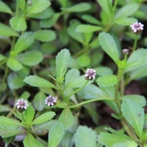 Frog Fruit Seeds Phyla Nodiflora Ground Cover For Pollinators Seed